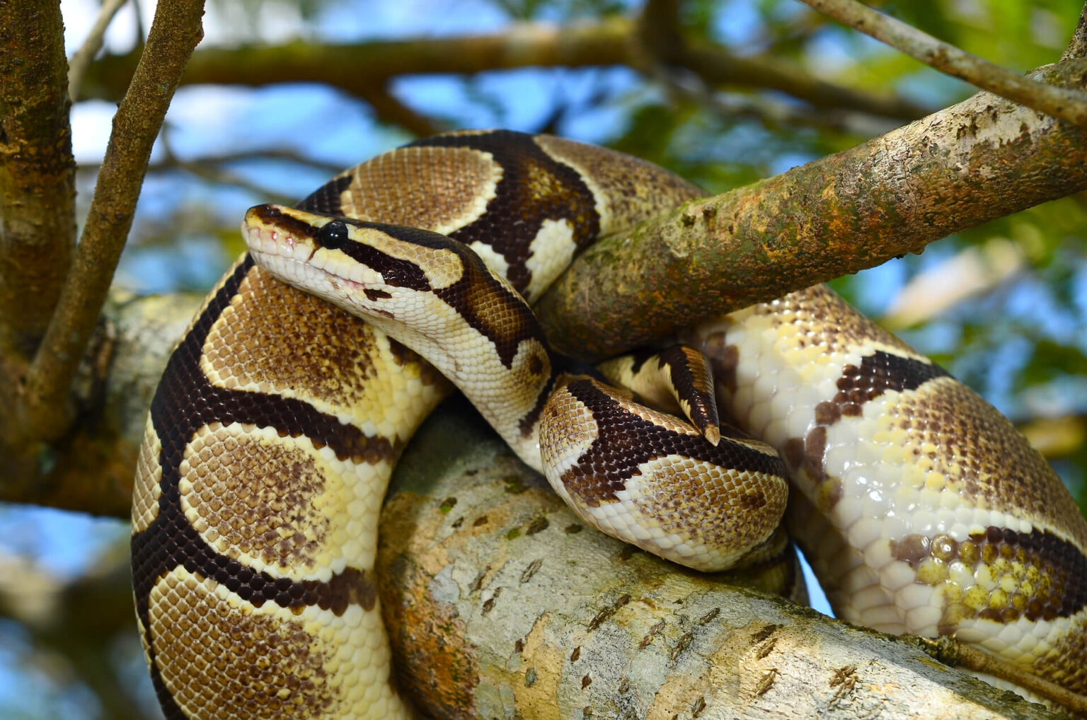 PYTHON REGIUS - Park prostoživečih živali Destrnik